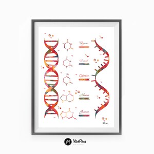 DNA and RNA Structure Science Art Print Rna Genetics Art Poster ...