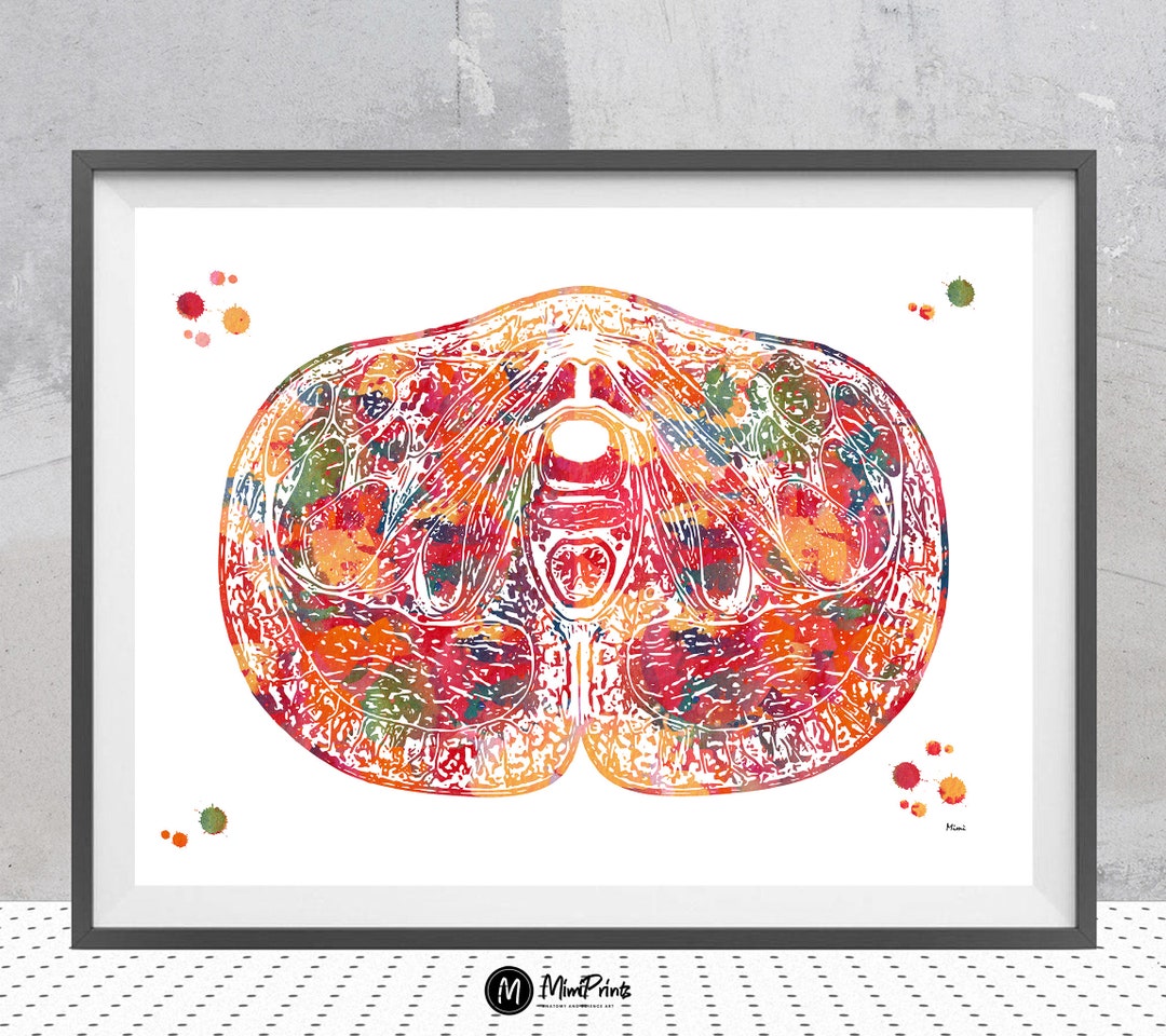 Pelvic Floor Anatomy Print Cross Section View of the Muscles of Pelvic ...