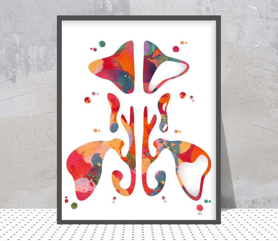 Paranasal Sinus Print Anatomy Art Sinuses Poster Frontal Section of the ...