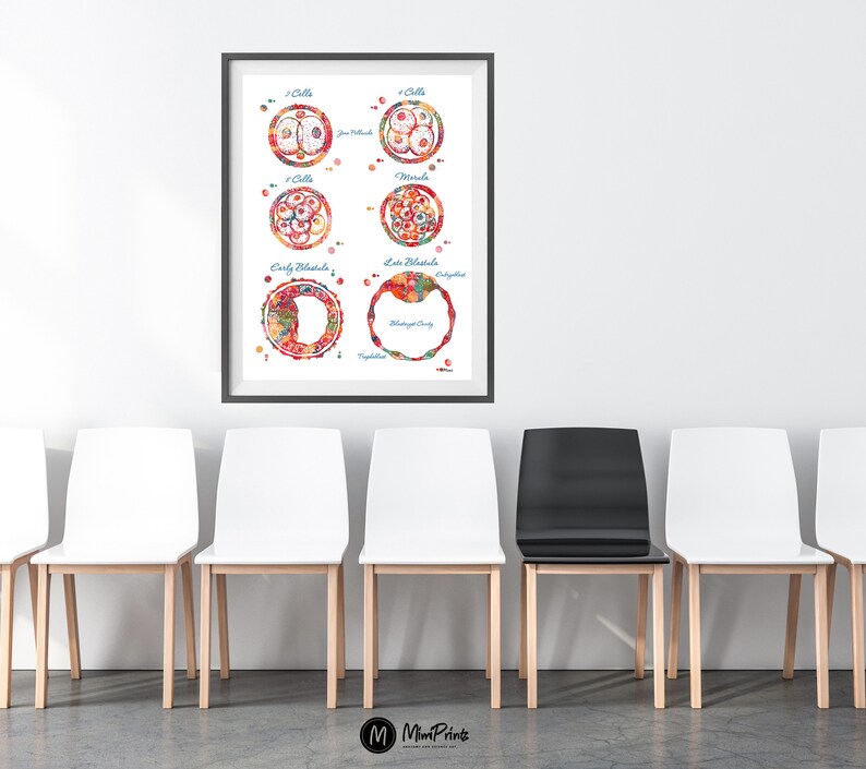 Embryogenesis Watercolor Print Medical Art Embryonic Development ...
