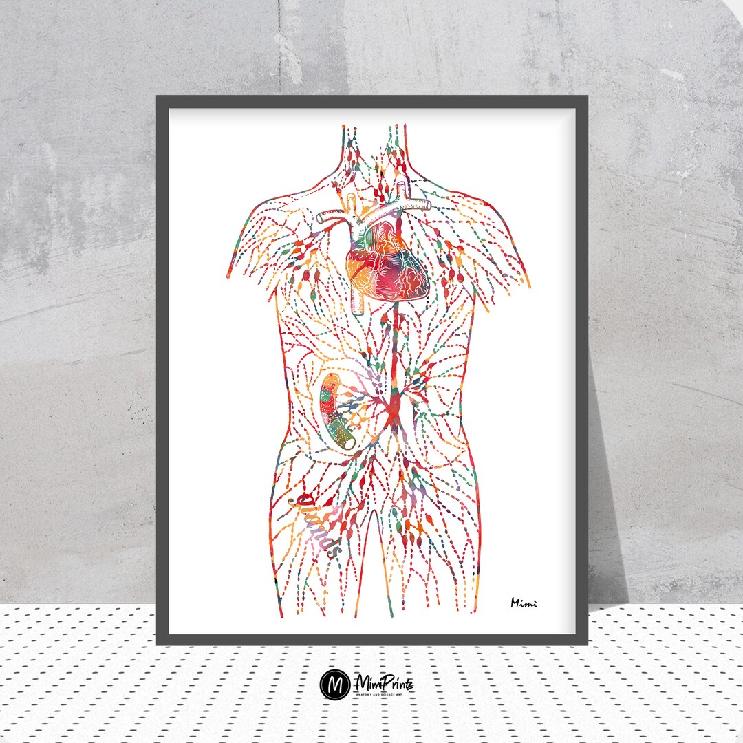 Lymph Vessels Diagram Watercolor Print Lymphatic System of the Human ...