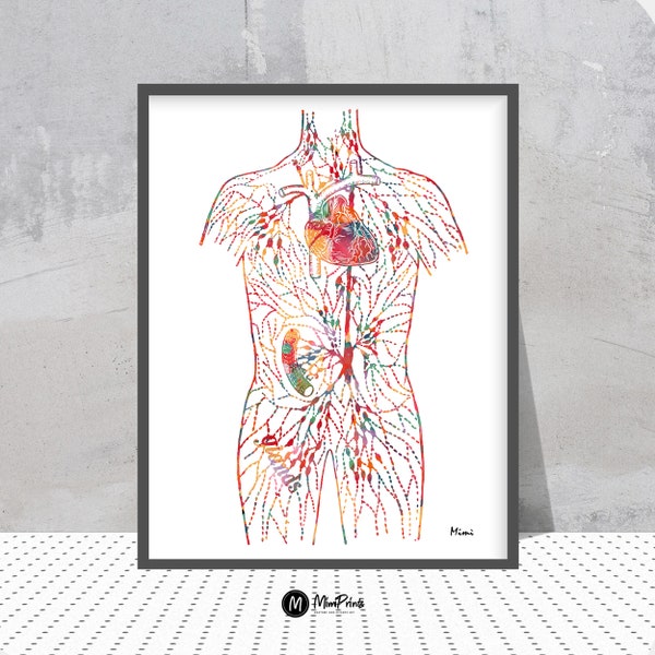 Anatomy of Lymphatic System Poster - Etsy