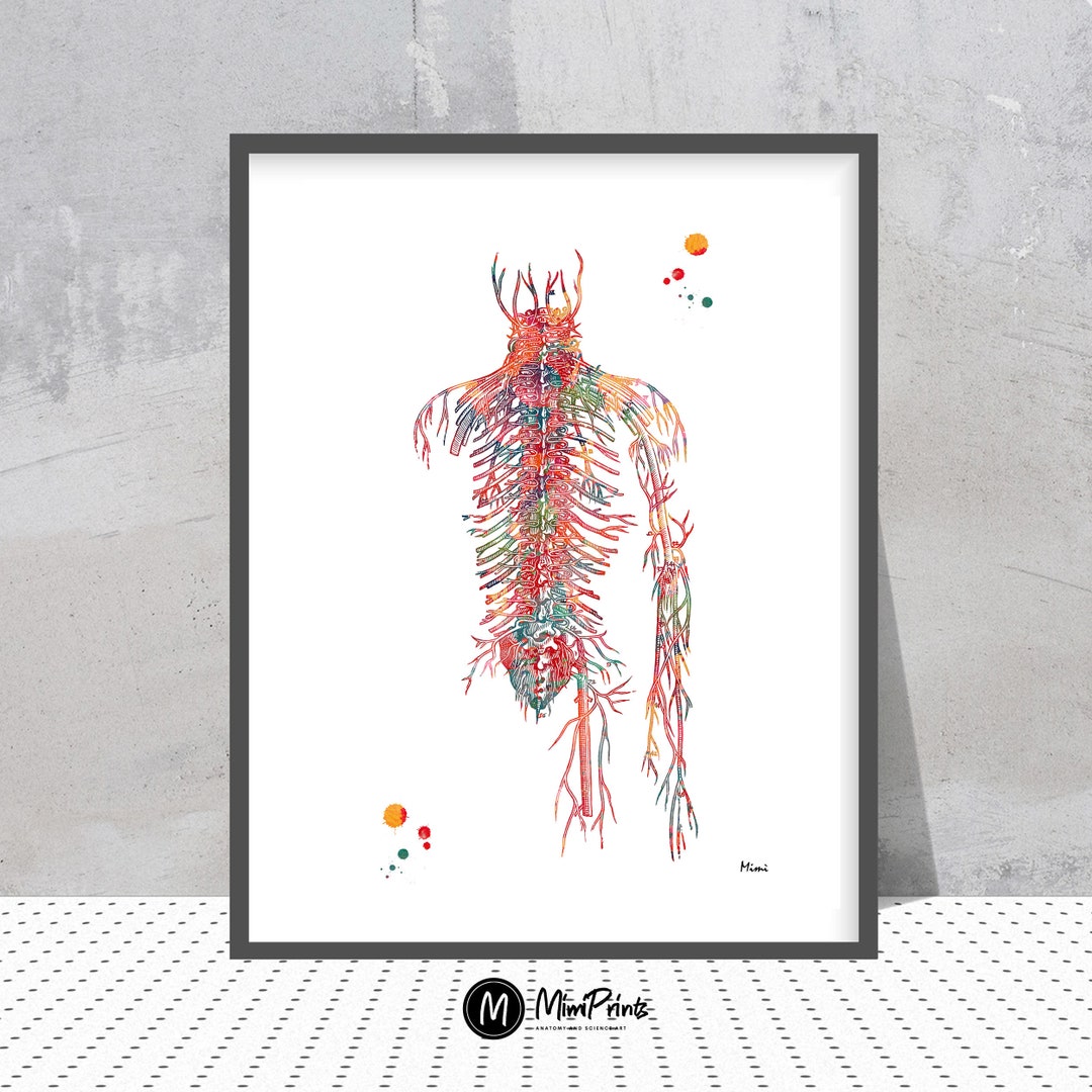 Circulatory System Watercolor Print Human Veins Anatomy Art Poster ...