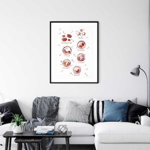 Blood Cells Anatomy Watercolor Print Hematology Poster Red Blood Cells ...