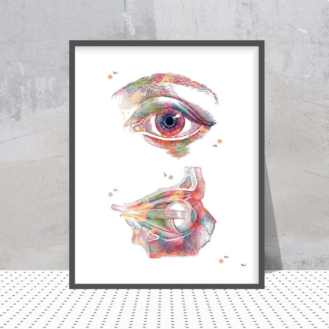 Eye Anatomy Watercolor Print Eye Poster Ophthalmology Art - Etsy