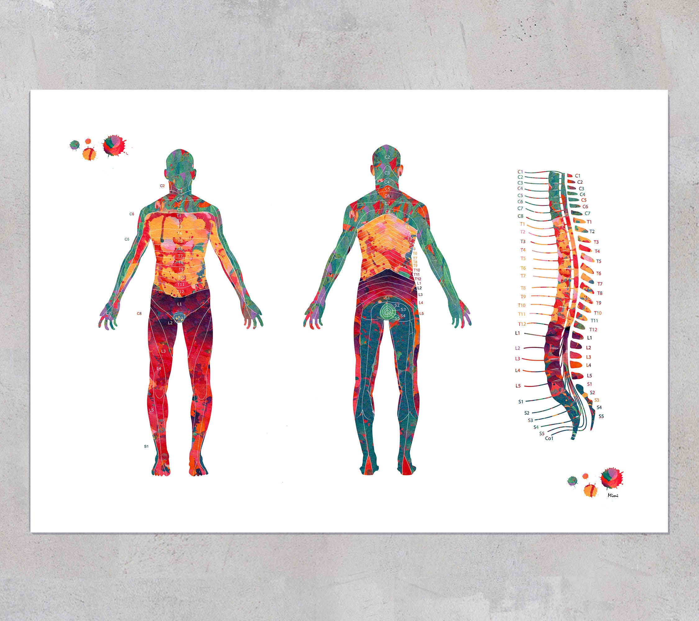 Cervical Dermatomes Hand