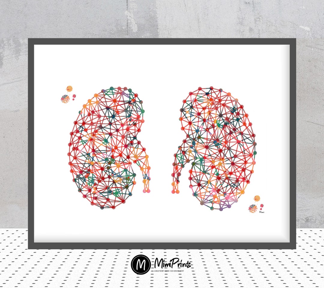 Kidneys Art Abstract Kidney Anatomy Art Print Medical Art Watercolor ...