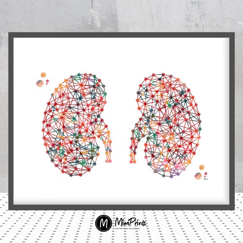 Kidney Watercolor Print Human Anatomy Kidney Poster Urology - Etsy