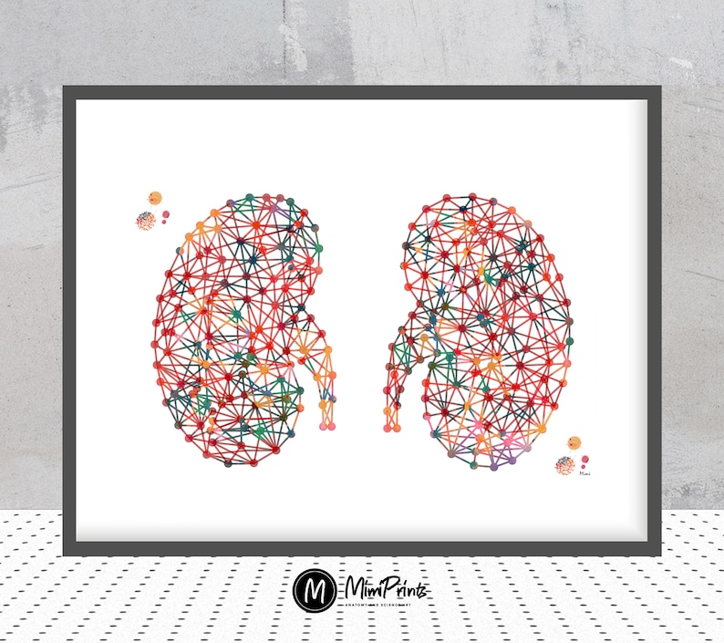 Kidneys Art Abstract Kidney Anatomy Art Print Medical Art - Etsy