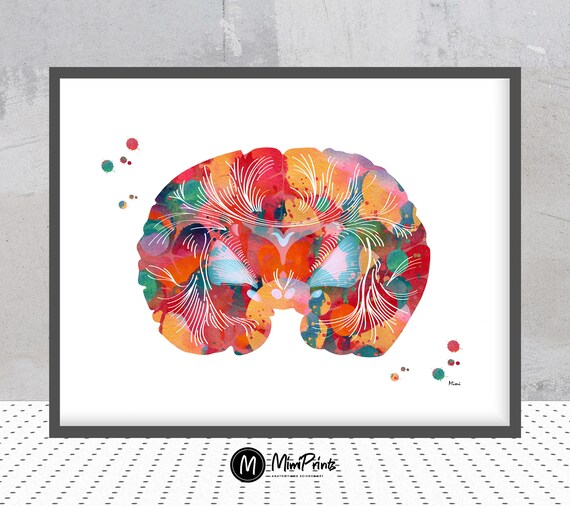 Brain Anatomy Watercolor Print Human Brain Section Poster | Etsy