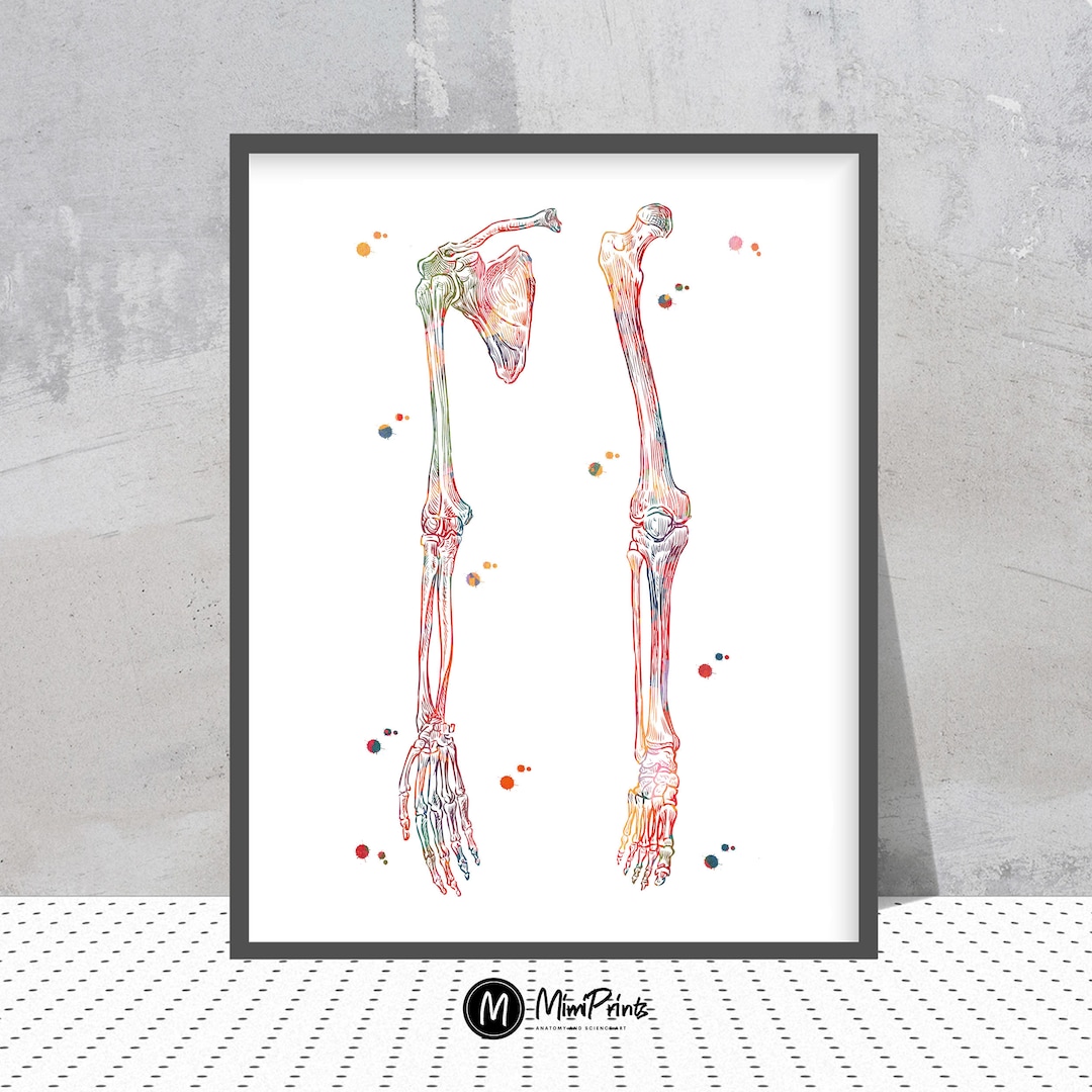 Upper Limbs and Leg Watercolor Print Anatomy Art Human Bones With ...
