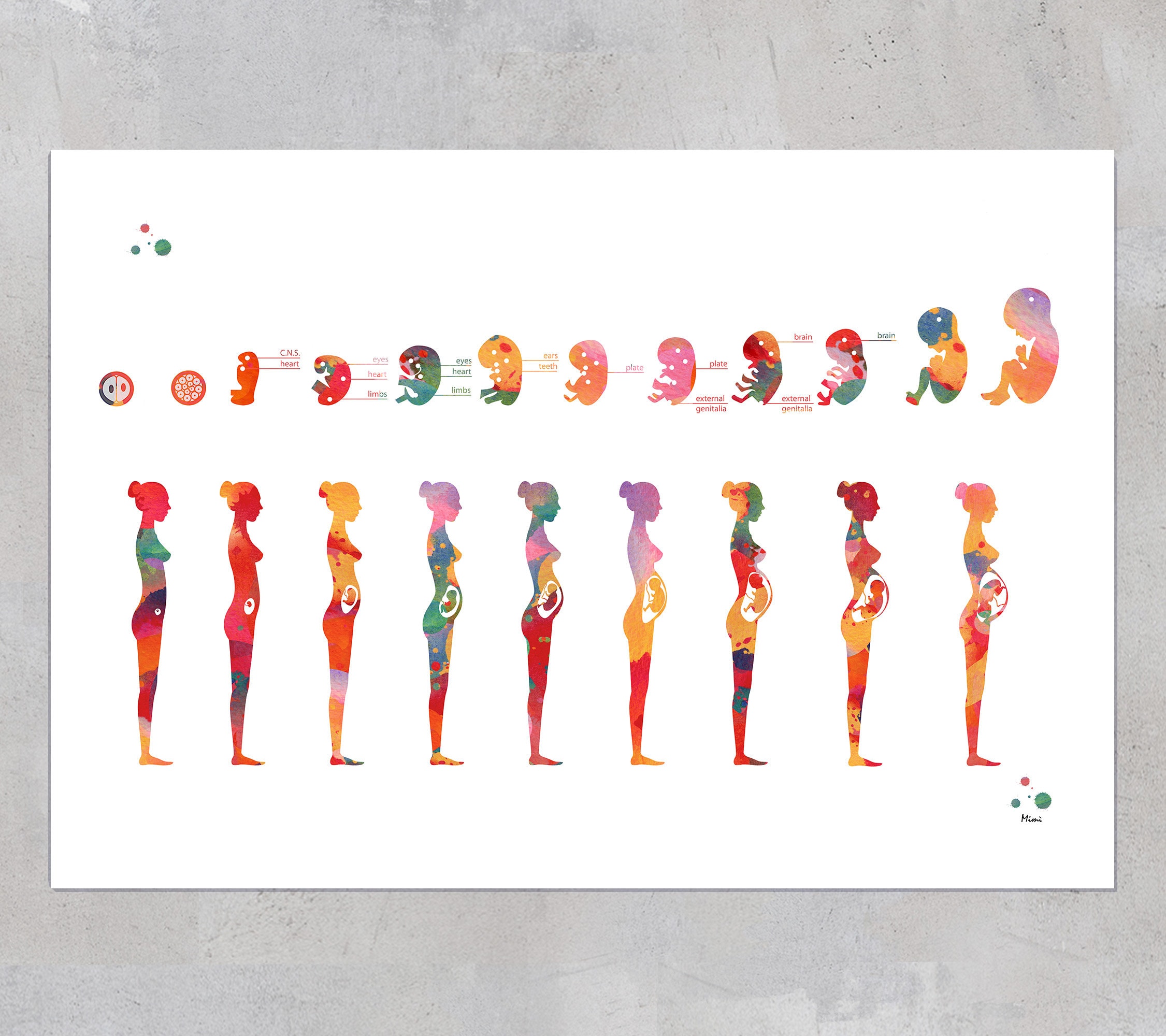 Pregnancy Stages Watercolor Print Medical Art Fetal Development Poster ...