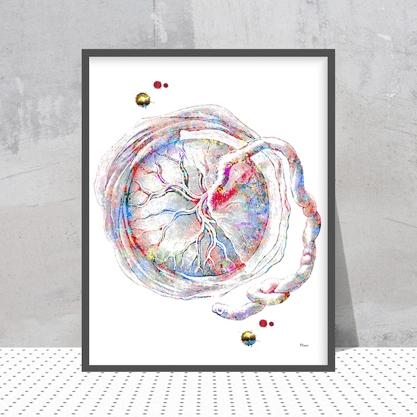 Placenta - Etsy