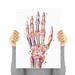 Hand Bones Anatomy Art Print Radiocarpal Joint Poster Wrist Joint ...