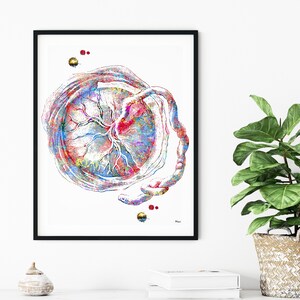 Placenta Print Gynecology Poster Placenta and Umbilical Cord Anatomy ...
