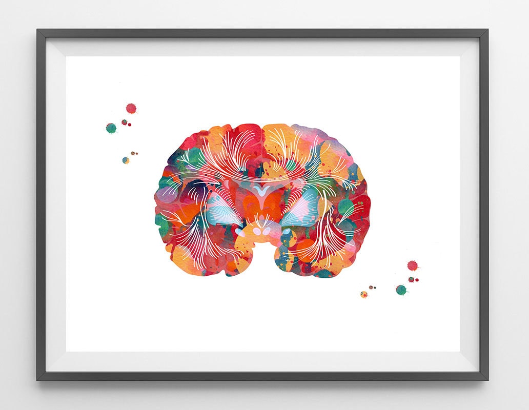 Brain Anatomy Watercolor Print Human Brain Section Poster - Etsy UK
