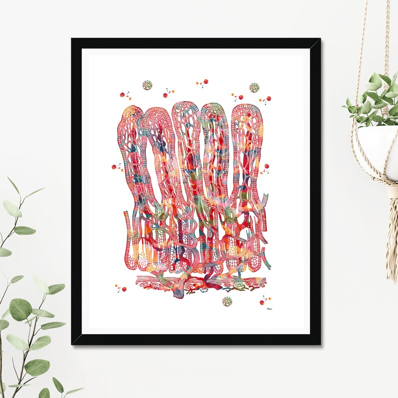Intestine Watercolor Print Intestinal Villi Anatomy Art Poster | Etsy