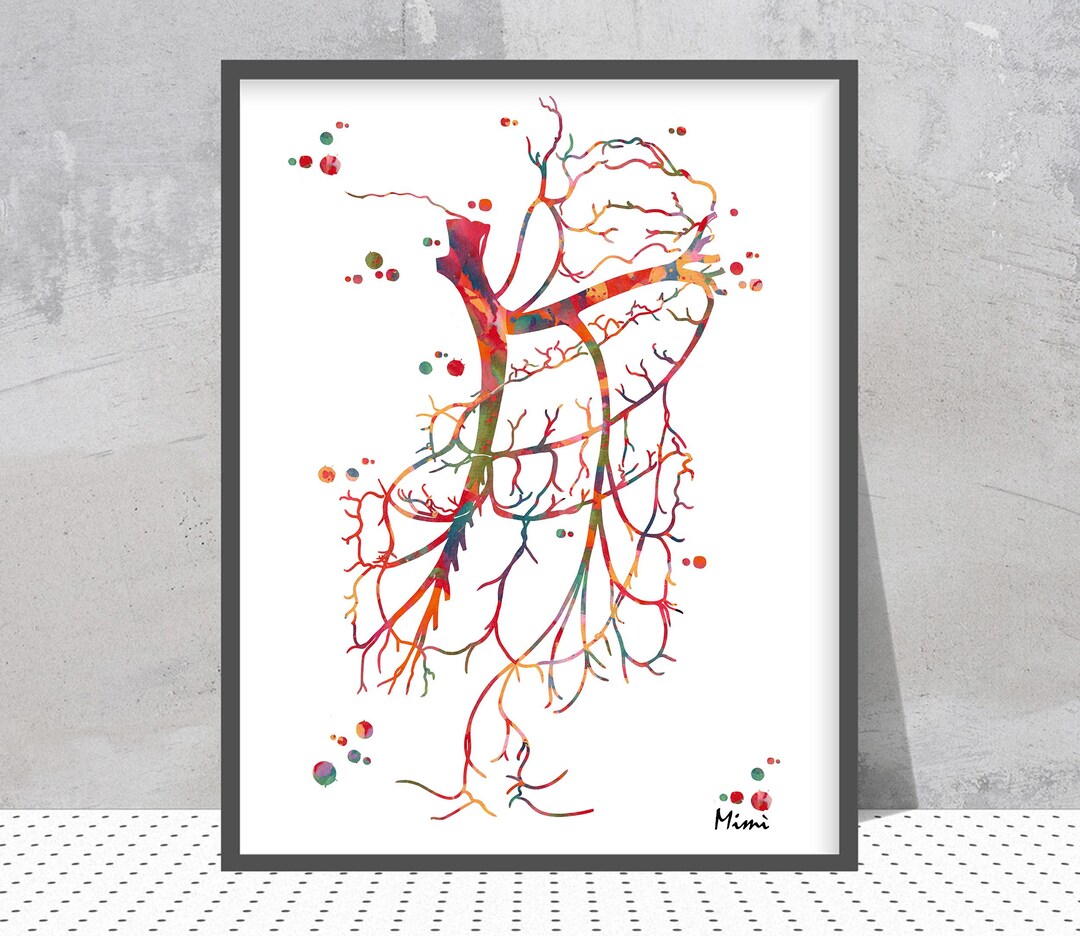 Portal Vein Angiogram Print Anatomy Watercolor Portal Vein and Blood ...