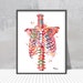 Rib Cage Print Human Thorax Anatomy Medical Art Watercolor Skeletal ...