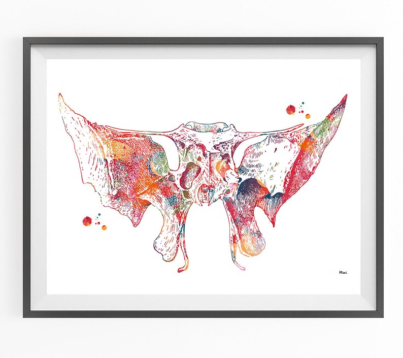 Sphenoid Bone Watercolor Print Medical Art Poster Cranium Bones Anatomy ...
