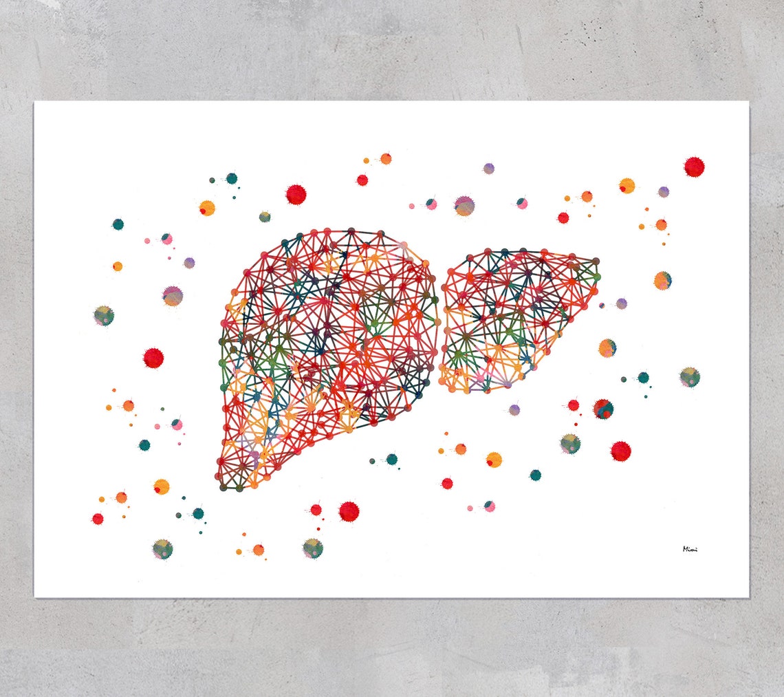 The Liver Watercolor Print the Human Liver Poster Medical Art Anatomy ...