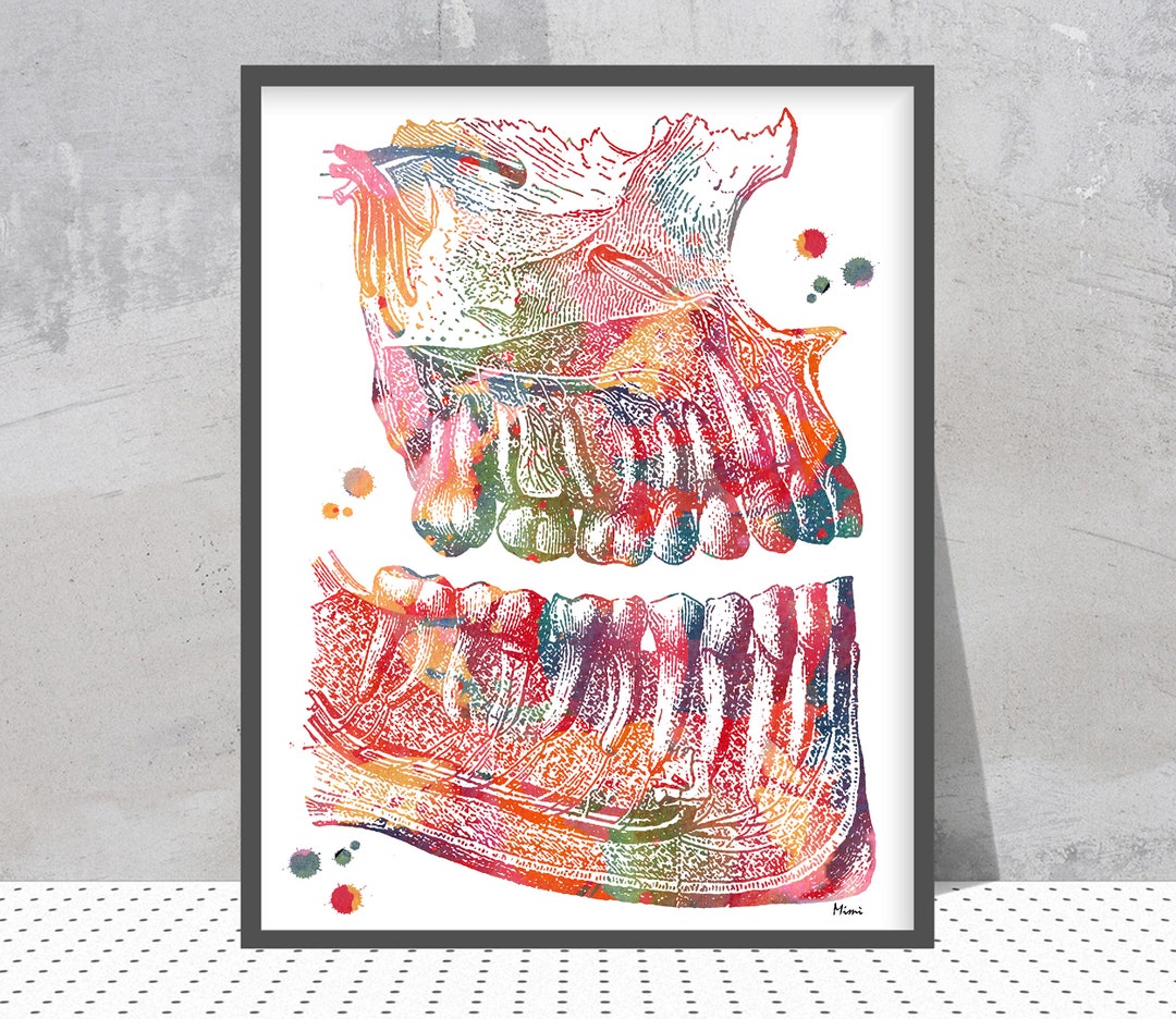 Jaw Anatomy Print Oral and Maxillofacial Surgery Poster Maxillary and ...