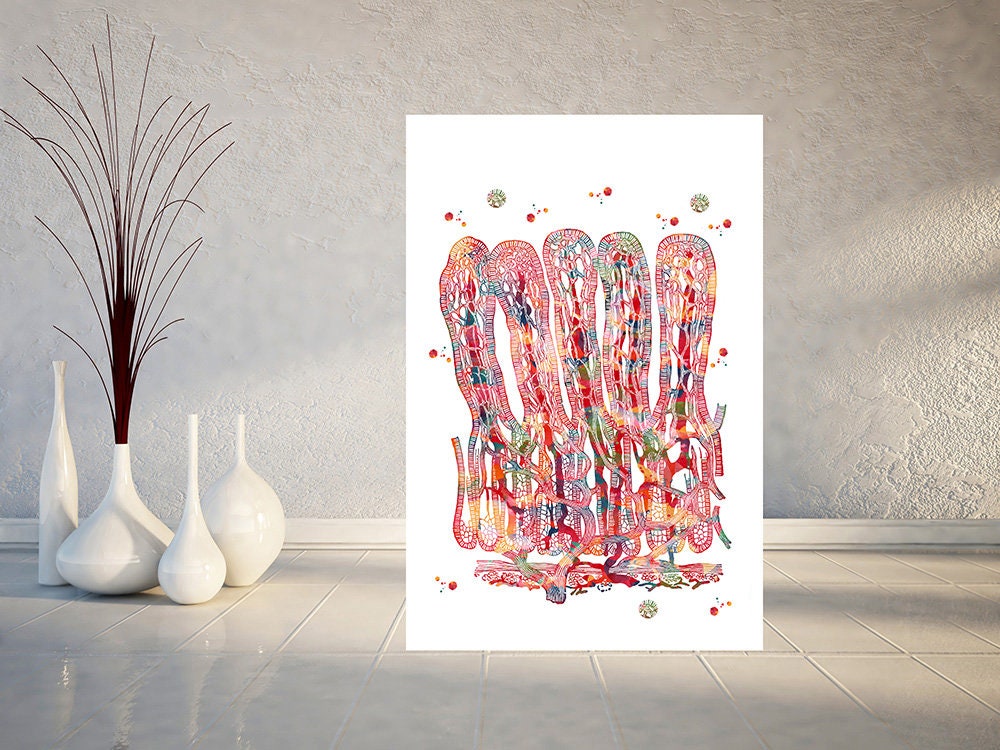 Intestine Watercolor Print Intestinal Villi Anatomy Art Poster - Etsy