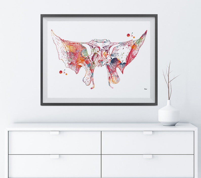 Sphenoid Bone Watercolor Print Medical Art Cranium Bones - Etsy