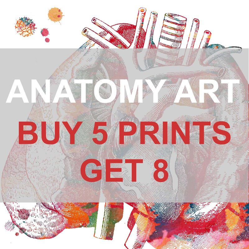Anatomy Art - Etsy