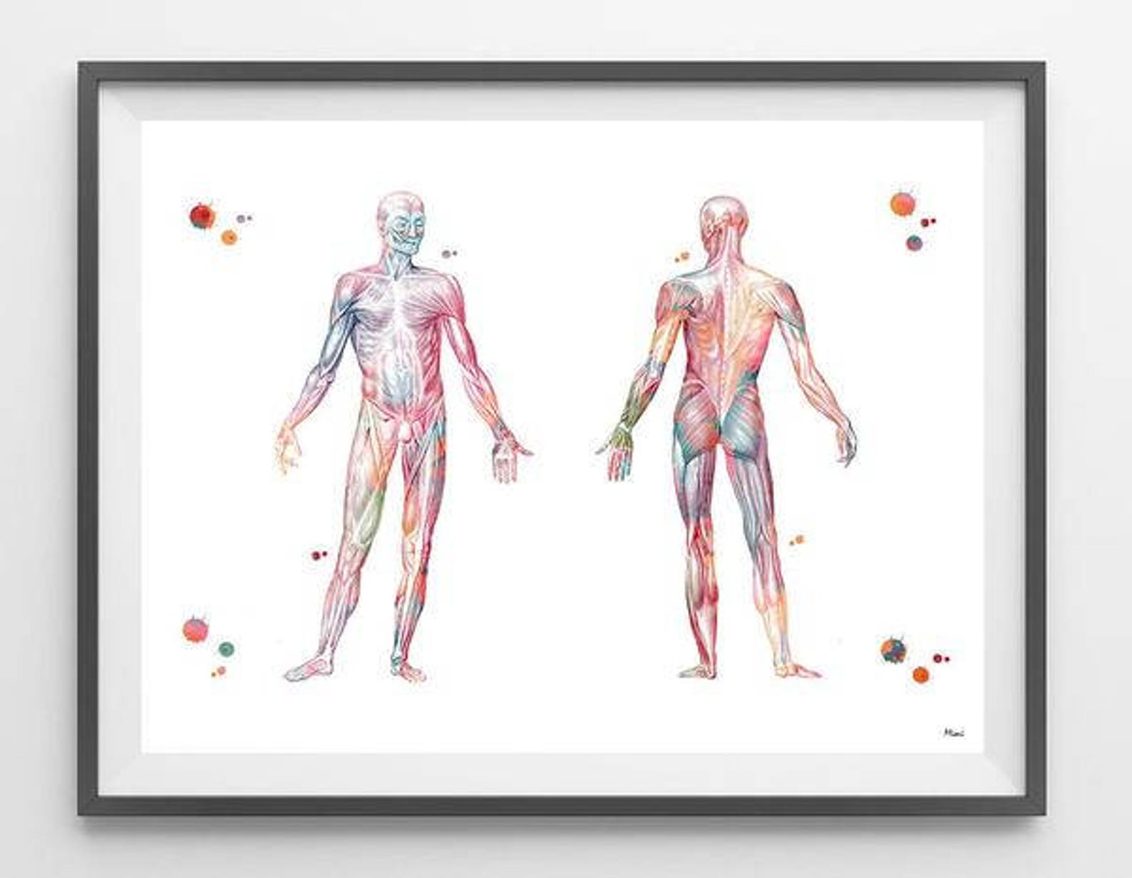 Muscular System anatomy art print Human body Muscles medical | Etsy