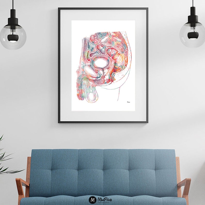 Male Reproductive System Anatomy Print Male Reproductive Tract ...