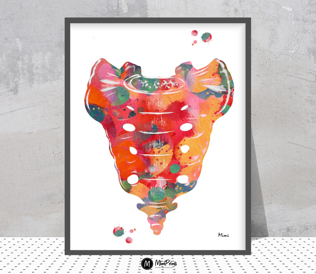 Sacrum Bone Watercolor Print the Sacrum Anatomy Art Poster Orthopedic ...
