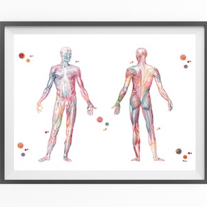 Muscular System Anatomy Print Human Body Skeletal Muscles Poster ...