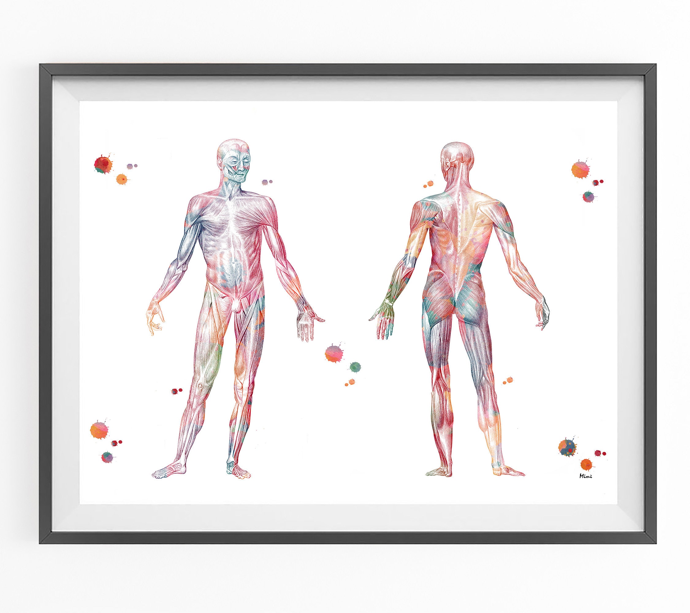 Muscular System Anatomy Print Human Body Skeletal Muscles Poster ...