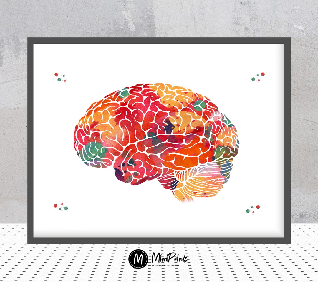Brain Anatomy Print Brain Lobes Poster Lateral View of the Human Brain ...