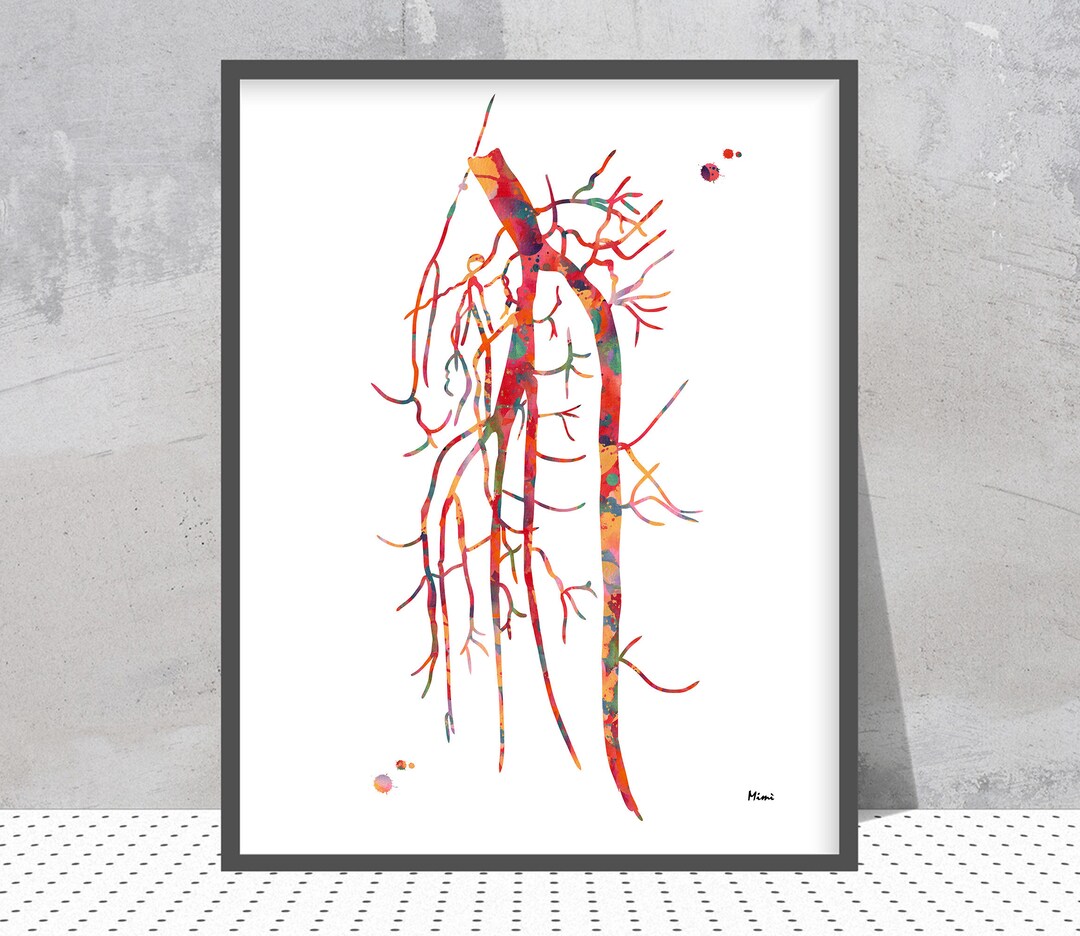 Angiogram Print Popliteal Artery Watercolor Angiography Painting of the ...