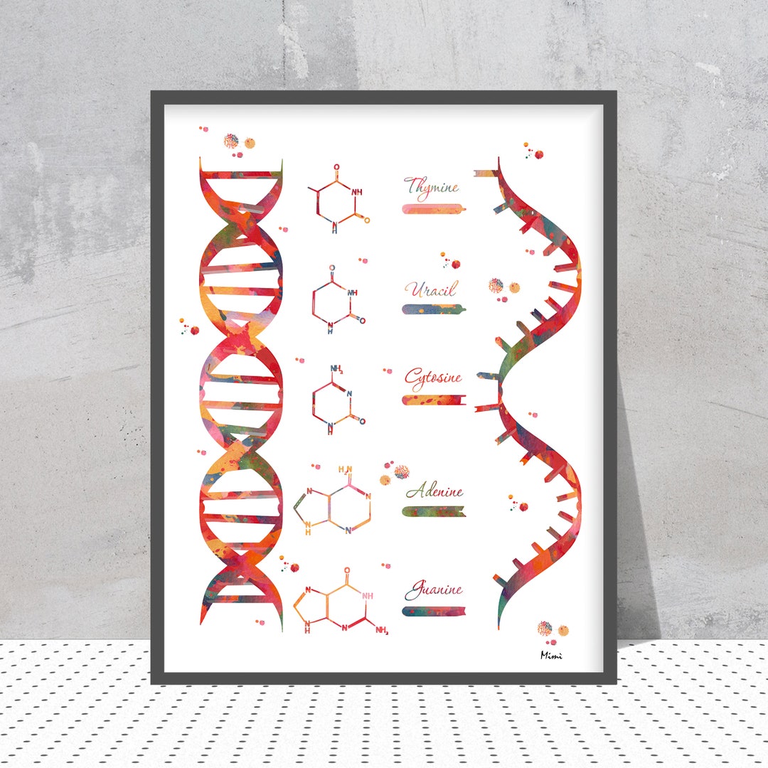 DNA and RNA Structure Science Art Print Rna Genetics Art Poster ...
