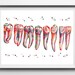 Dental Art Print Teeth Anatomy Art Teeth Row Watercolor Medical Art ...