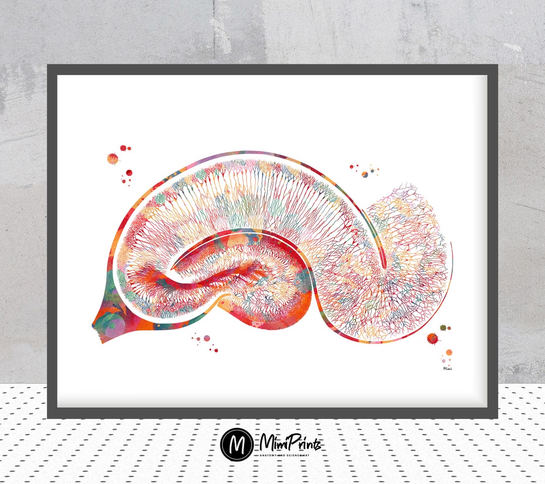Golgi Apparatus Anatomy Print Brain Pyramidal Neurons Watercolor ...