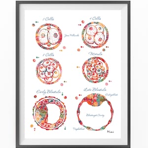Embryogenesis Watercolor Print Medical Art Embryonic Development ...