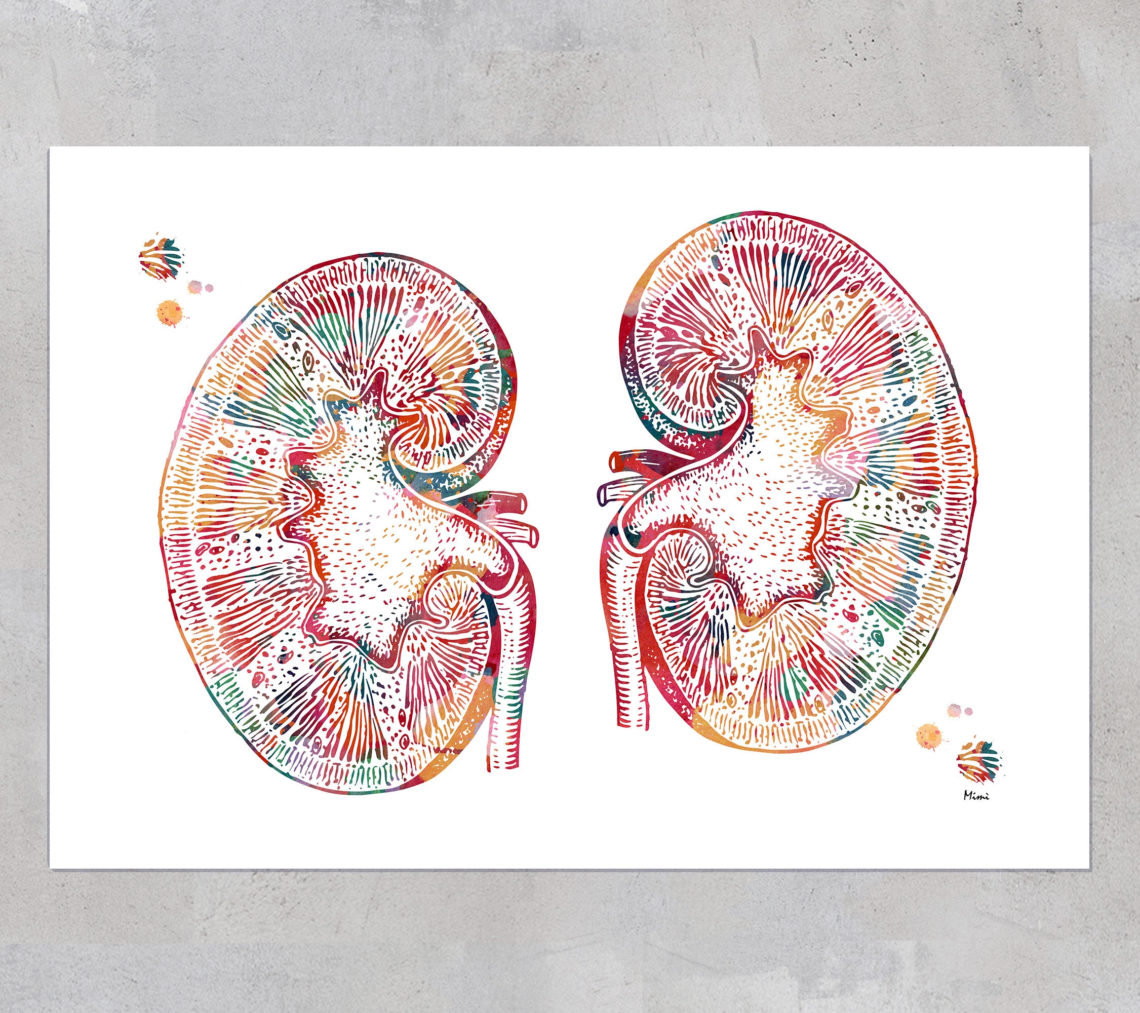 The Kidneys Anatomy Watercolor Print Human Kidneys Poster Urology Art ...