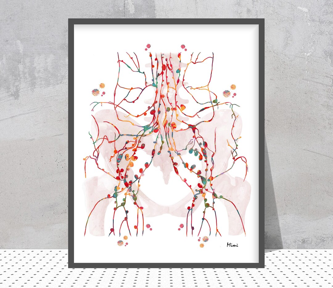 Pelvic Lymph Nodes Anatomy Print Pelvic and Inguinal Lymph Nodes ...
