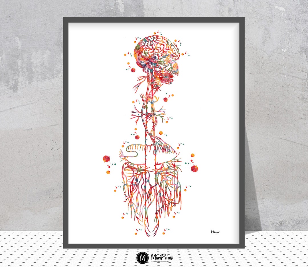 Vagus Nerve Medical Print Vagal Nerves Anatomy Cranial Nerves X ...