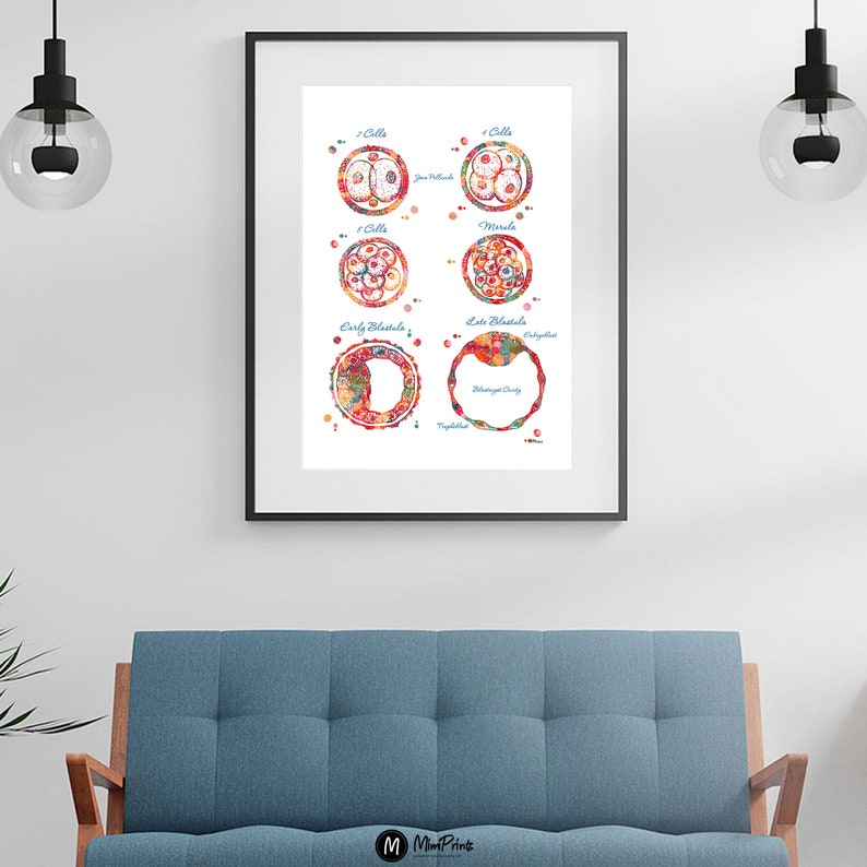 Embryogenesis Watercolor Print Medical Art Embryonic Development ...
