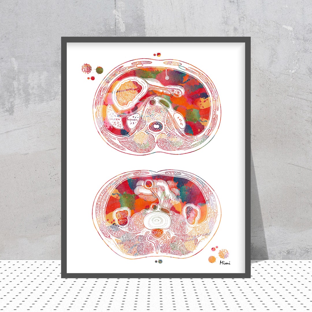 Abdomen Anatomy Watercolor Print, Digestive Tract Cross Section - Etsy