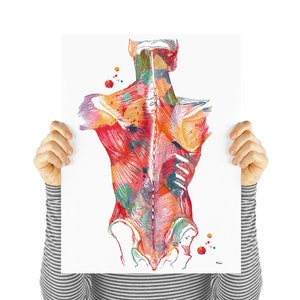 Muscles of Back Anatomy Print Muscles of the Human Trunk Poster ...
