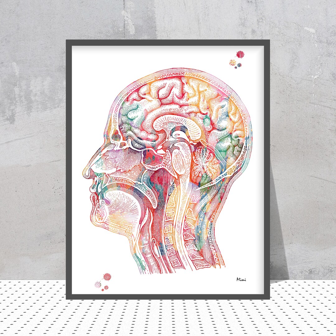 Human Head Anatomy Print Brain Longitudinal Section Watercolor Print ...