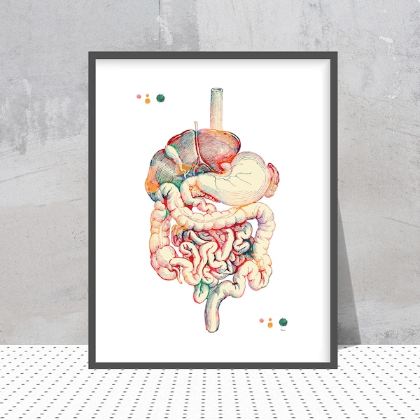 Digestive System Poster - Etsy