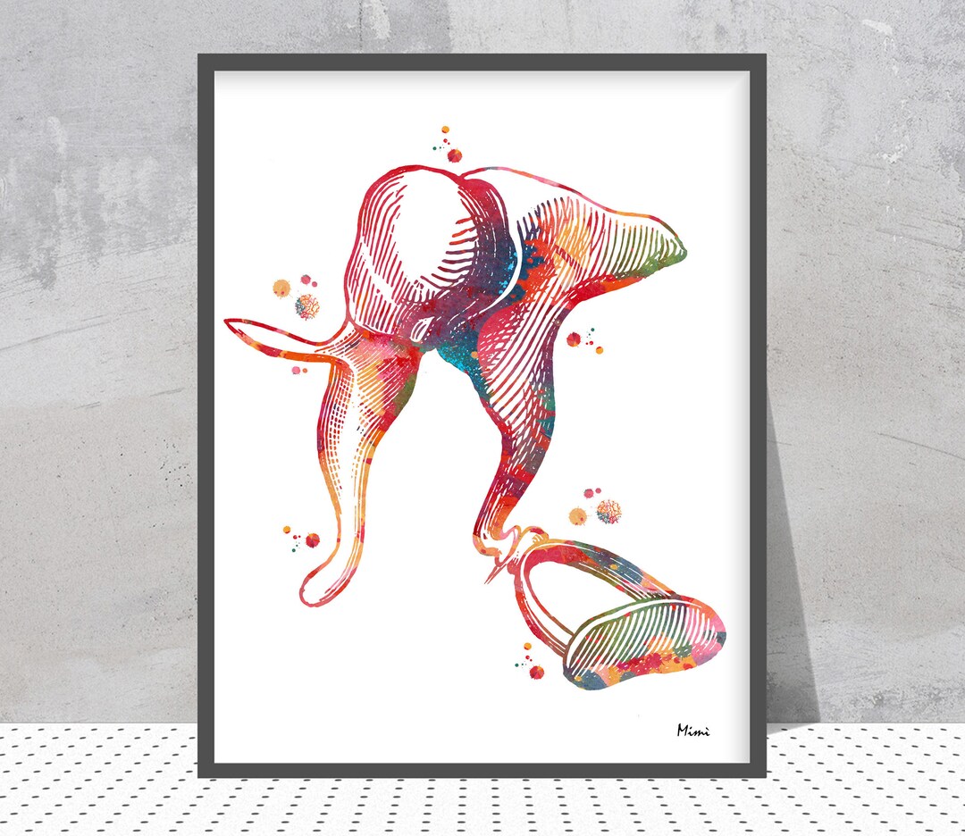 Ear Ossicles Print Human Ear Anatomy Watercolor Auditory Ossicles Incus ...