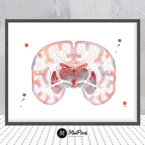 Brain Anatomy Watercolor Print Human Brain Section Poster - Etsy